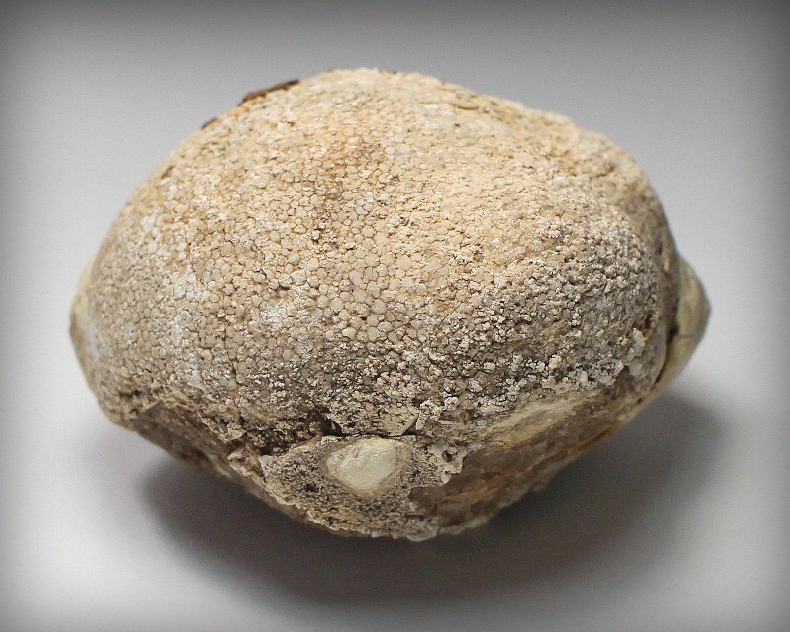 Large Crinoid Bulb Fossil High-definition Devonian - Etsy