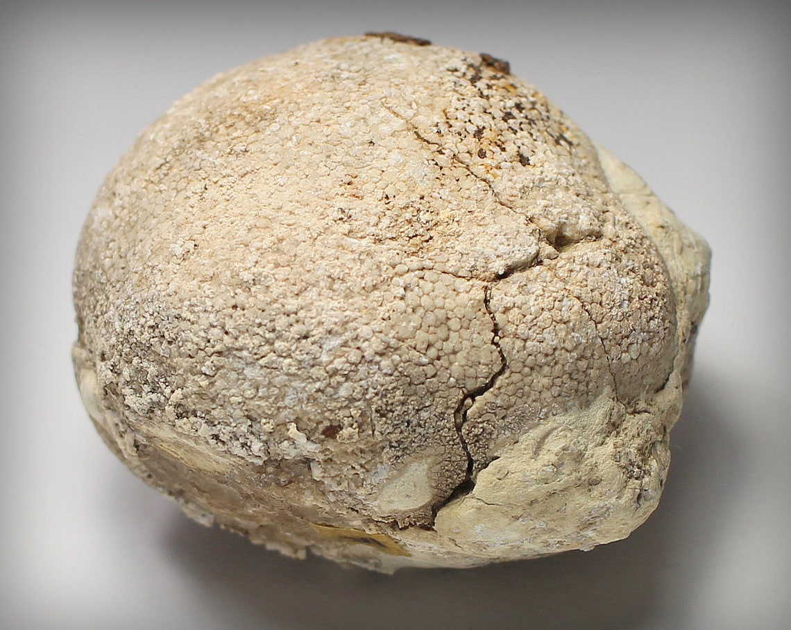 Large Crinoid Bulb Fossil High-definition Devonian - Etsy