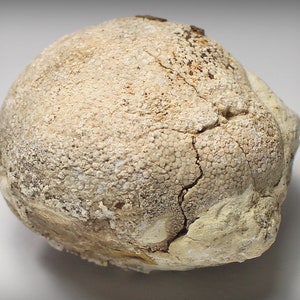 Large Crinoid Bulb Fossil High-definition Devonian 'camarocrinus ...