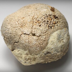 Large Crinoid Bulb Fossil High-definition Devonian 'camarocrinus ...