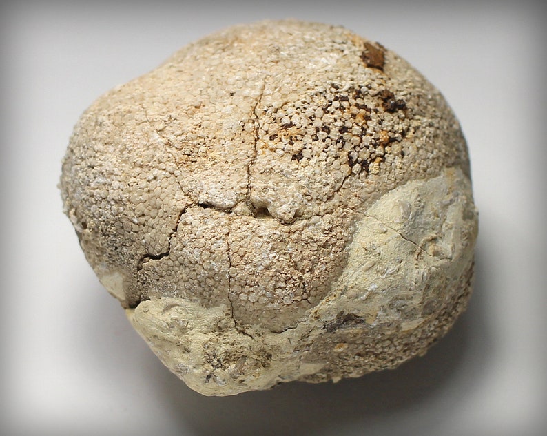 Large Crinoid Bulb Fossil High-definition Devonian - Etsy