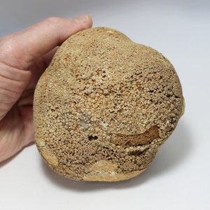 Crinoid Bulb Large Solid Crinoid Bulb Fossil High-definition Devonian ...