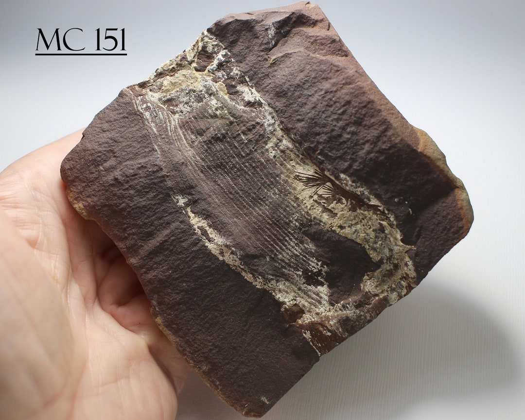 Large Calamites Fossil Tree Stem Display Specimen, From Mazon Creek ...