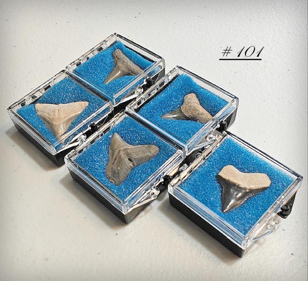Set of Five Assorted Fossil Shark Teeth in Individual Plastic Display ...