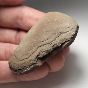 Mazon Creek Fossil High Detail Lycopsid, Lepidodendron Bark Leaf ...