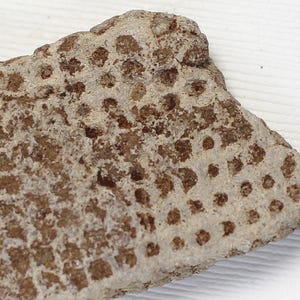 Fossil Receptaculites Ordovician Fossil From Northern Illinois, USA - Etsy