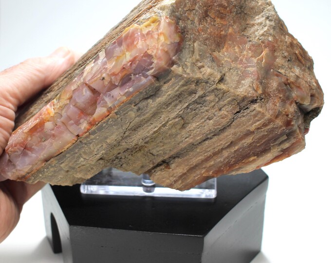 Large Petrified Wood - X-large Block of Highly Detailed, Unique ...