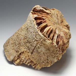 Siphonophrentis Gigantea, Silicified Large Horn Coral Fossil Minutely ...