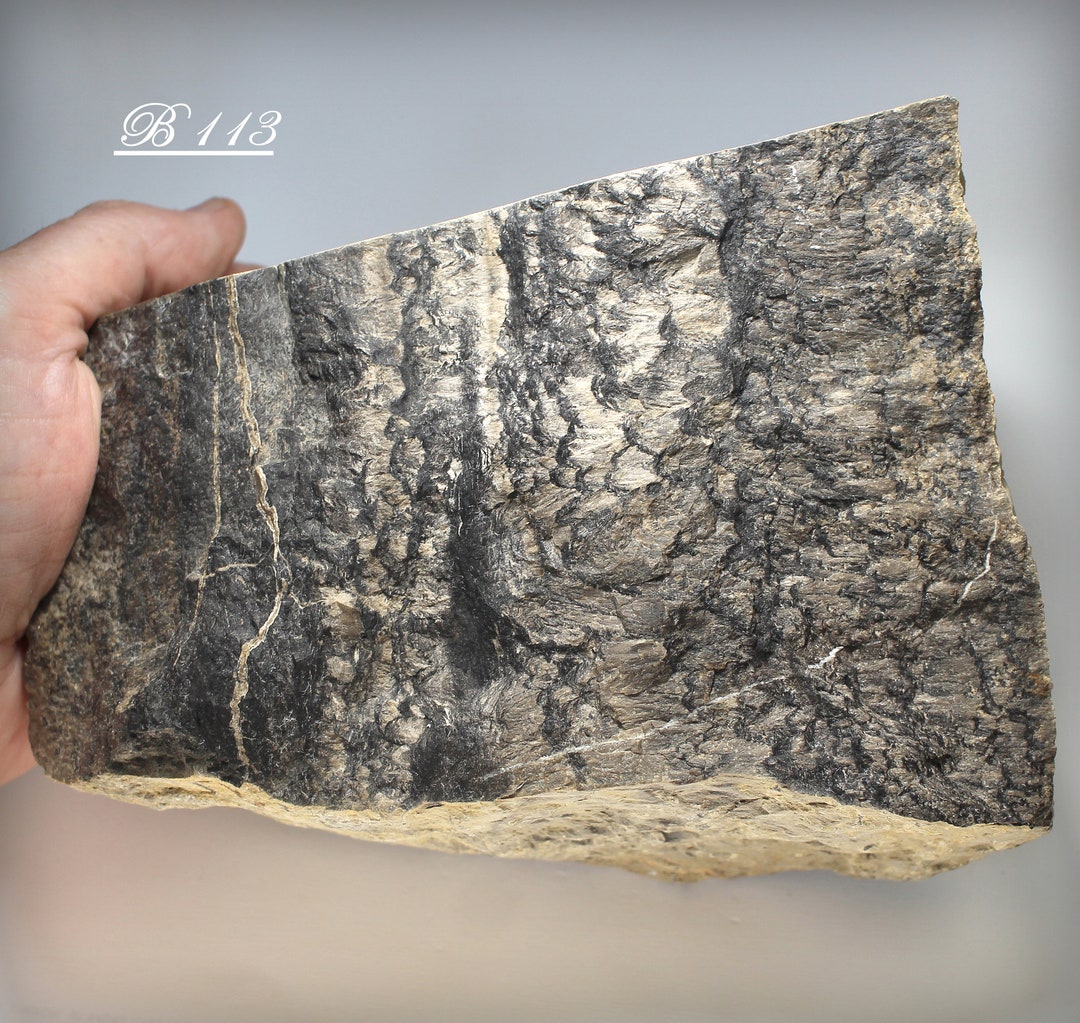 Incredible Extra-large Rare Carboniferous Coal Age Fossil Lepidodendron ...