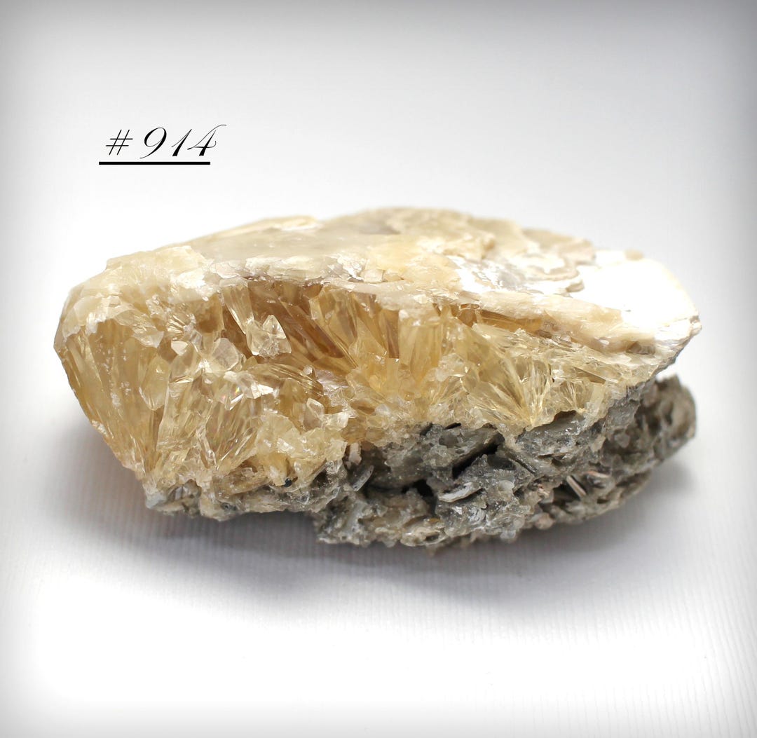 Calcite in Clam Fossil, From Rucks Pit, Fort Drum Crystal Mine, Florida ...
