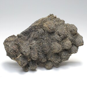 Fascinating Fossil Colonial Coral Specimen, of Calcite Crystals and ...