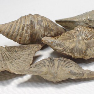 Spirifer Fossils Five Super Well-defined Devonian Spirifer Fossils ...