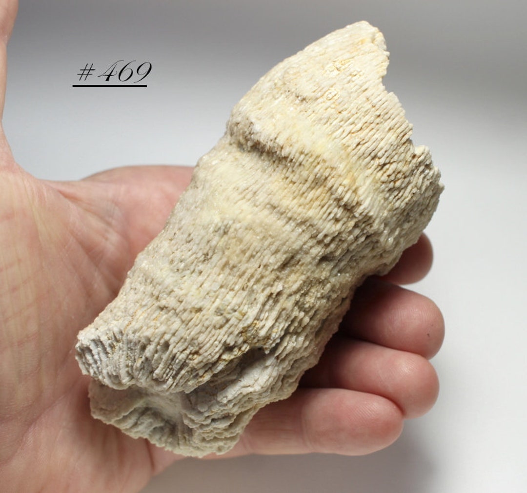 LARGE Horn Coral Fossil 'siphonophrentis Gigantea' Minutely Detailed ...