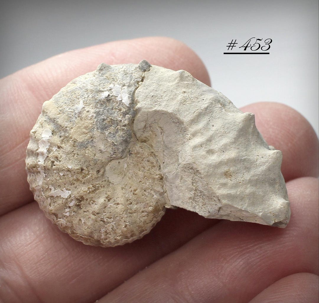 Vintage Small Ammonite Collection Fossil scaphites Sp. Bear Paw ...