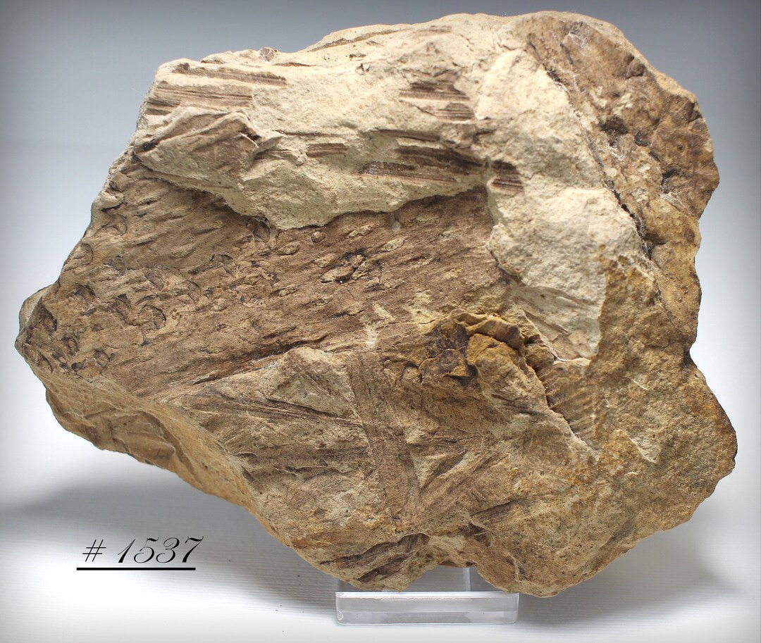 Two-sided High Detail Lepidodendron Tree Root Bark Fossil With Leaf ...