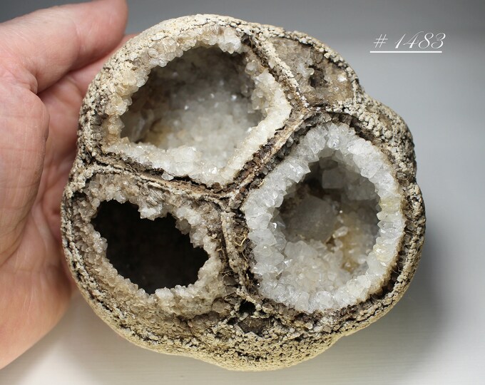 Large Geodized Crinoid Bulb Fossil - High-definition Devonian Fossil ...