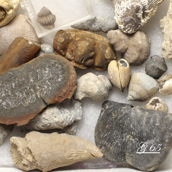 Fossil Collection - Etsy