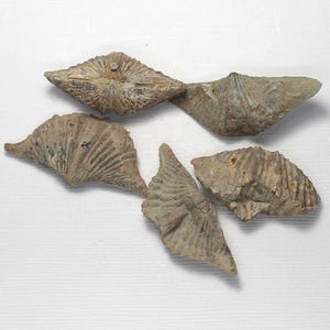 Spirifer Fossils Five Super Well-defined Devonian Spirifer Fossils ...