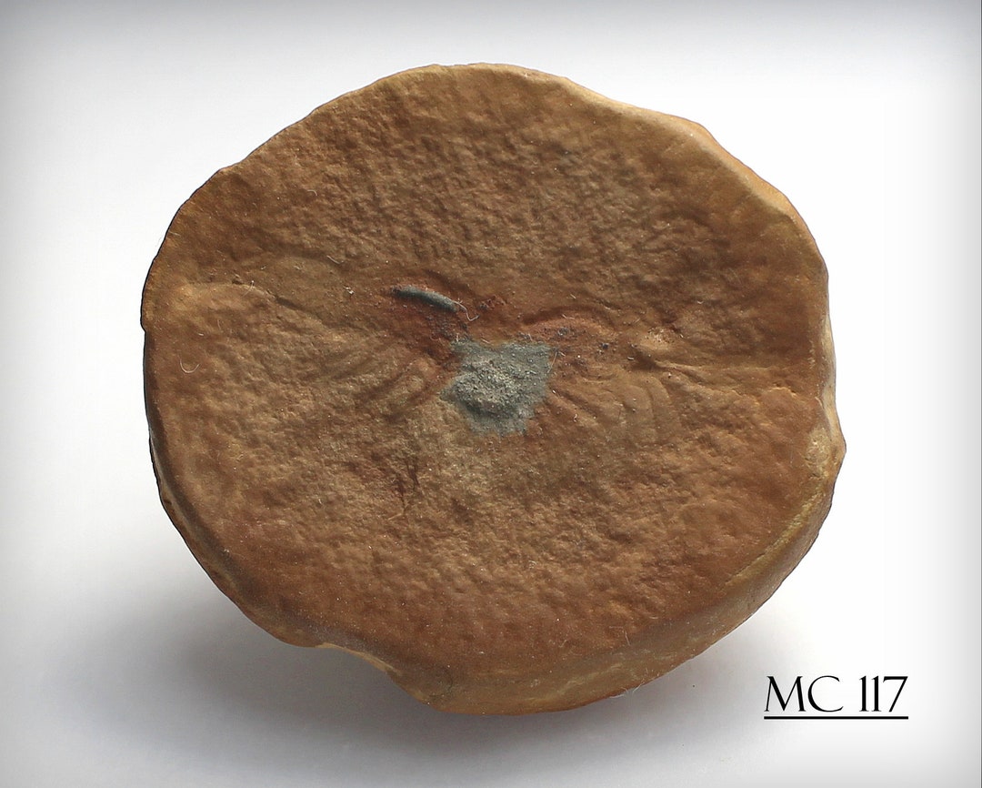 Shrimp Fossil - 'belotelson Magister' SHRIMP FOSSIL in Concretion Half ...