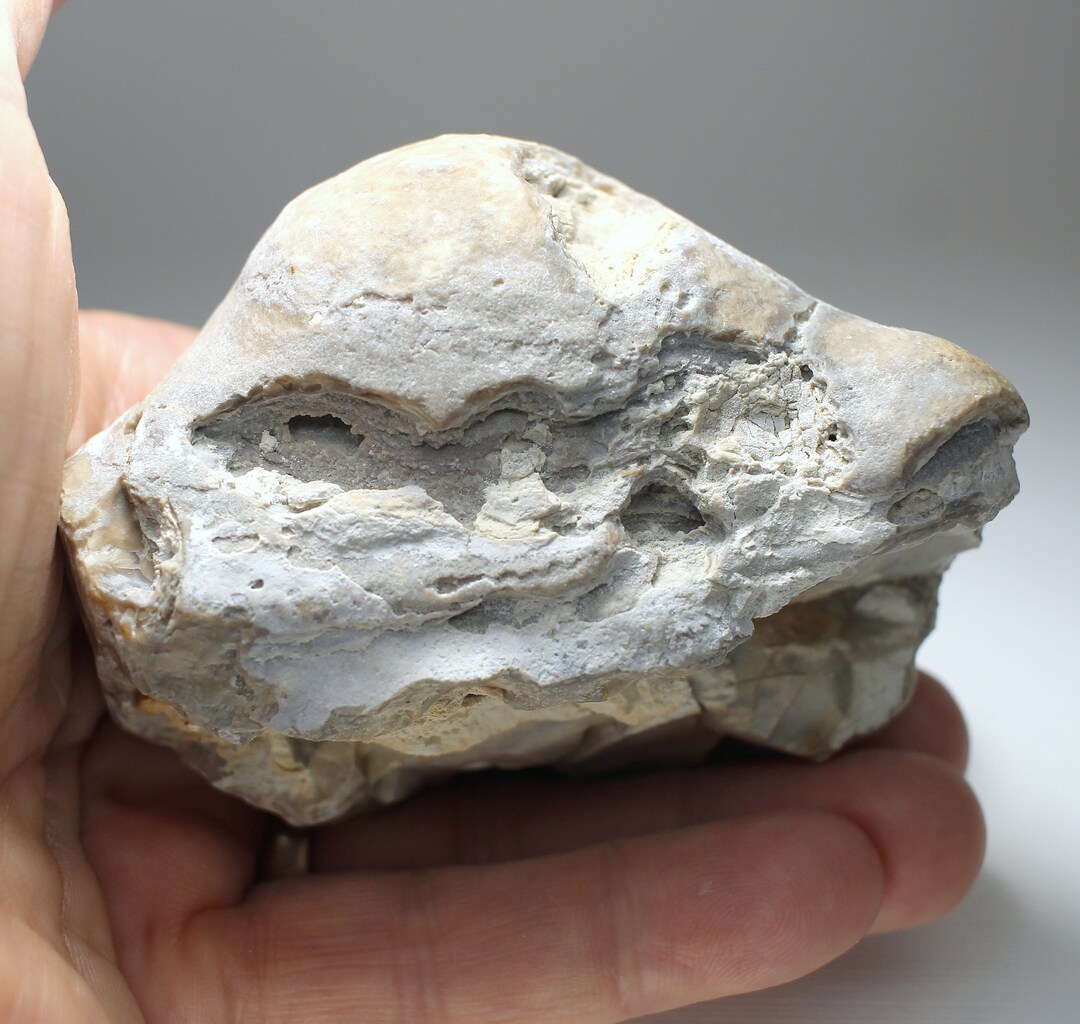 Large Chert-filled Bivalve Fossil - Unknown Location - Etsy