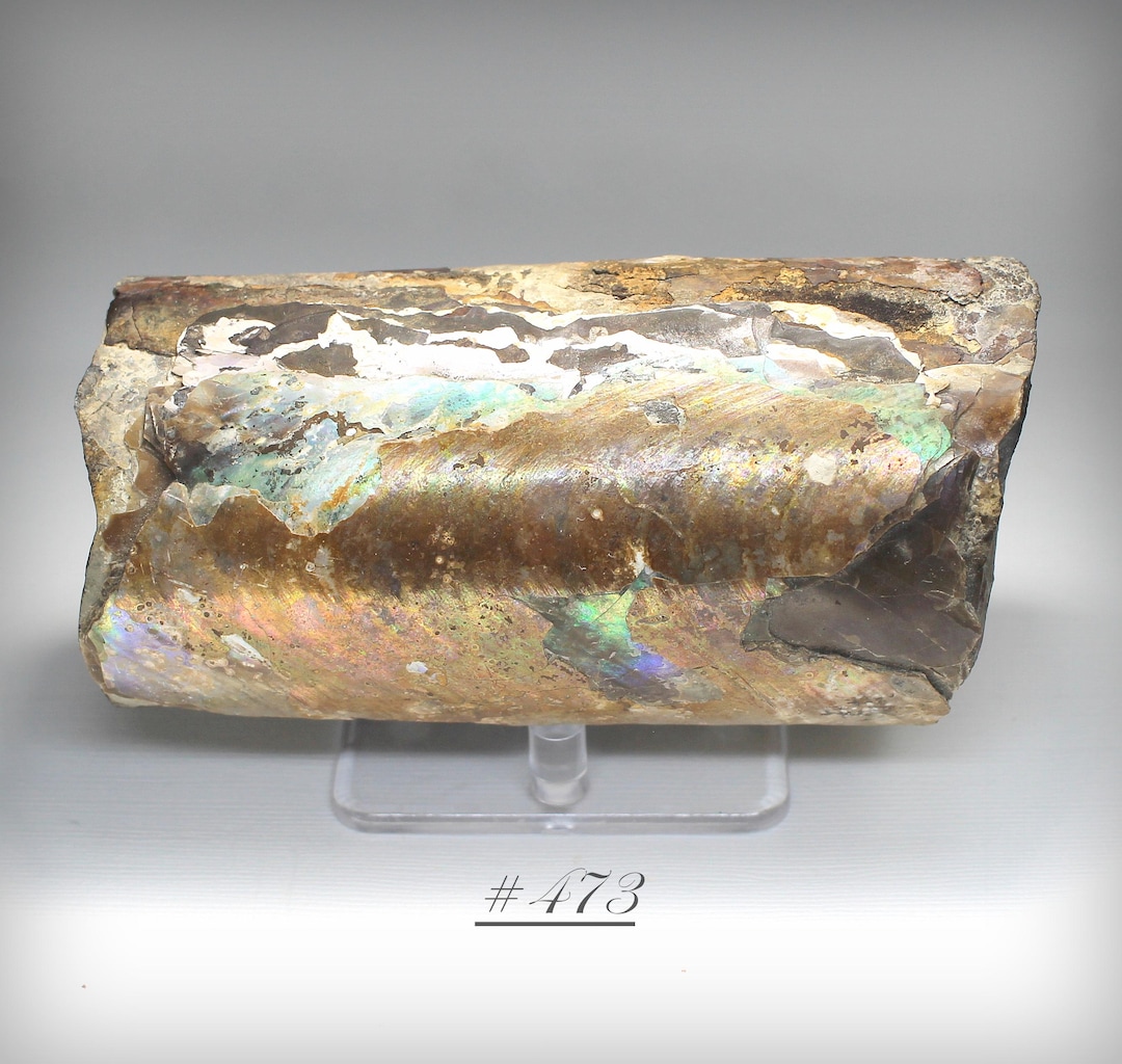 Large Rainbow IRIDESCENT Baculites Fossil Segment - Aesthetic Fossil ...