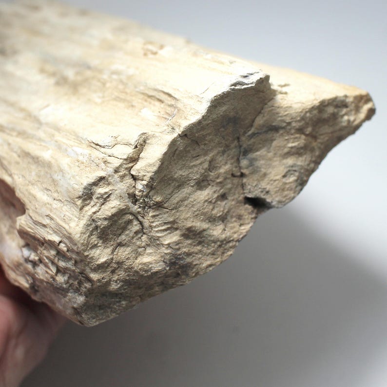 Large Face Polished Black Petrified Wood Limb Section: Eden Valley ...