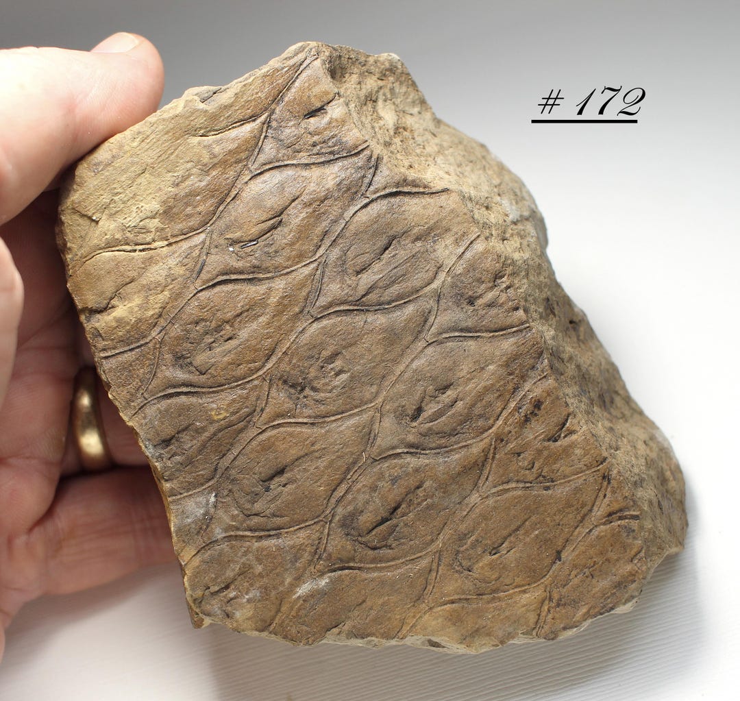 Amazing Fossil of Fern Tree Leaf Cushion Bark From Pella, Iowa ...
