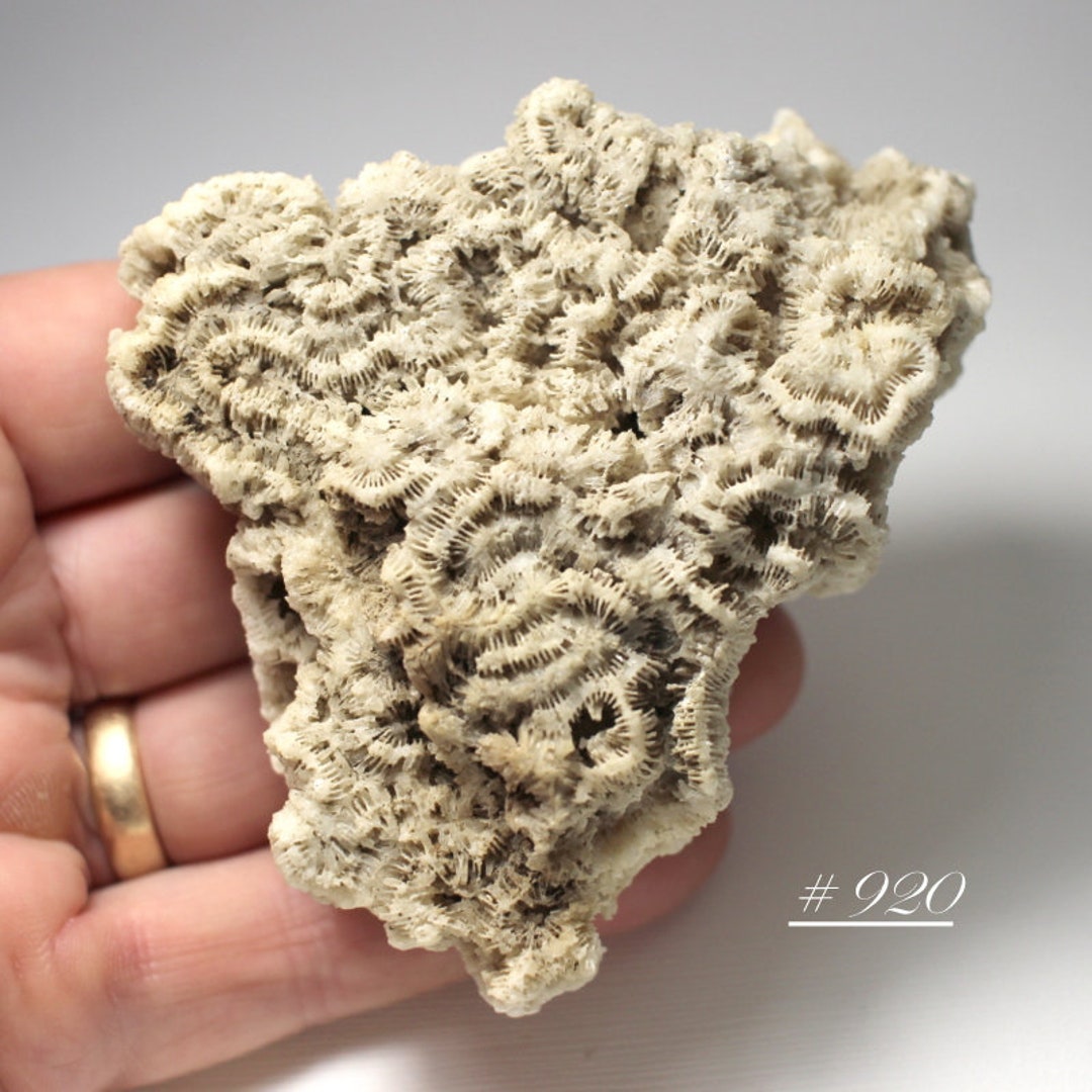 Brain Coral - Holocene Epoch Brain Coral Fossil (diploria ...