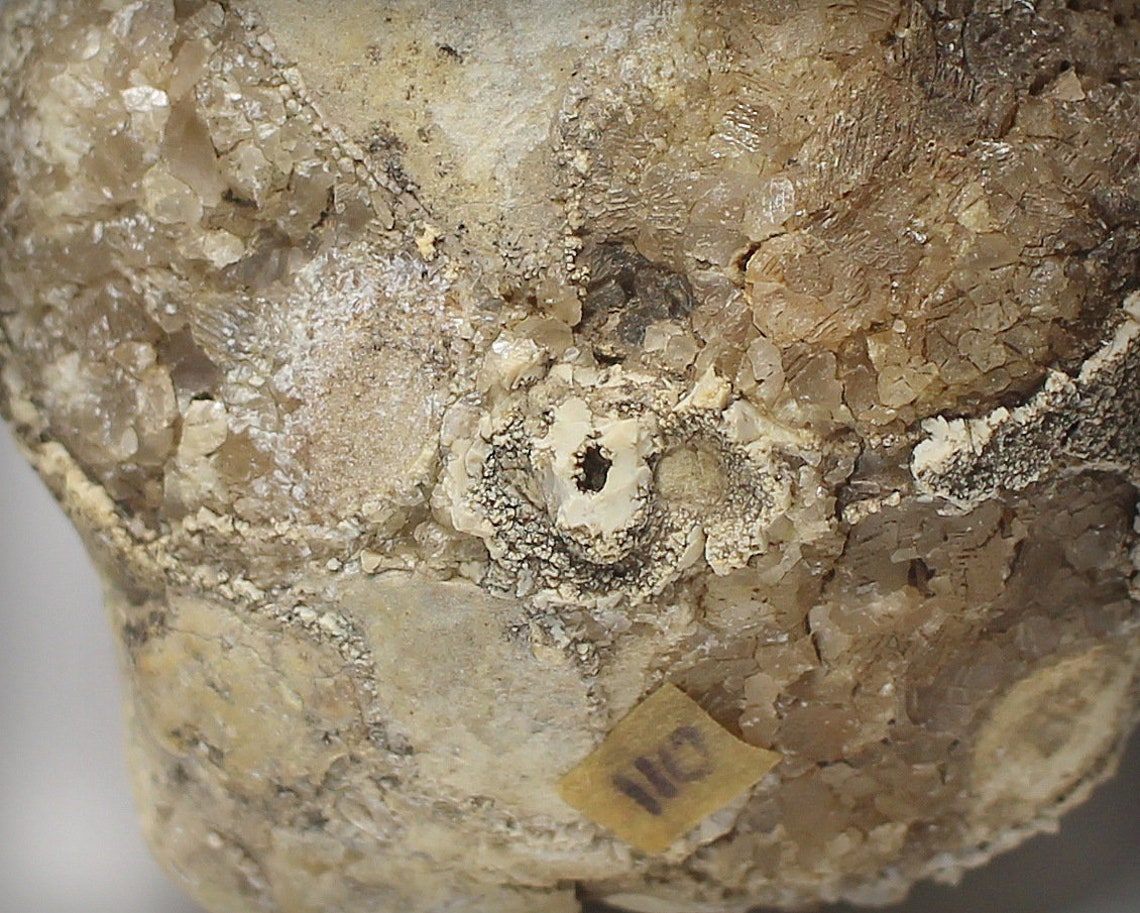 Large Crinoid Bulb Fossil High-definition Devonian - Etsy