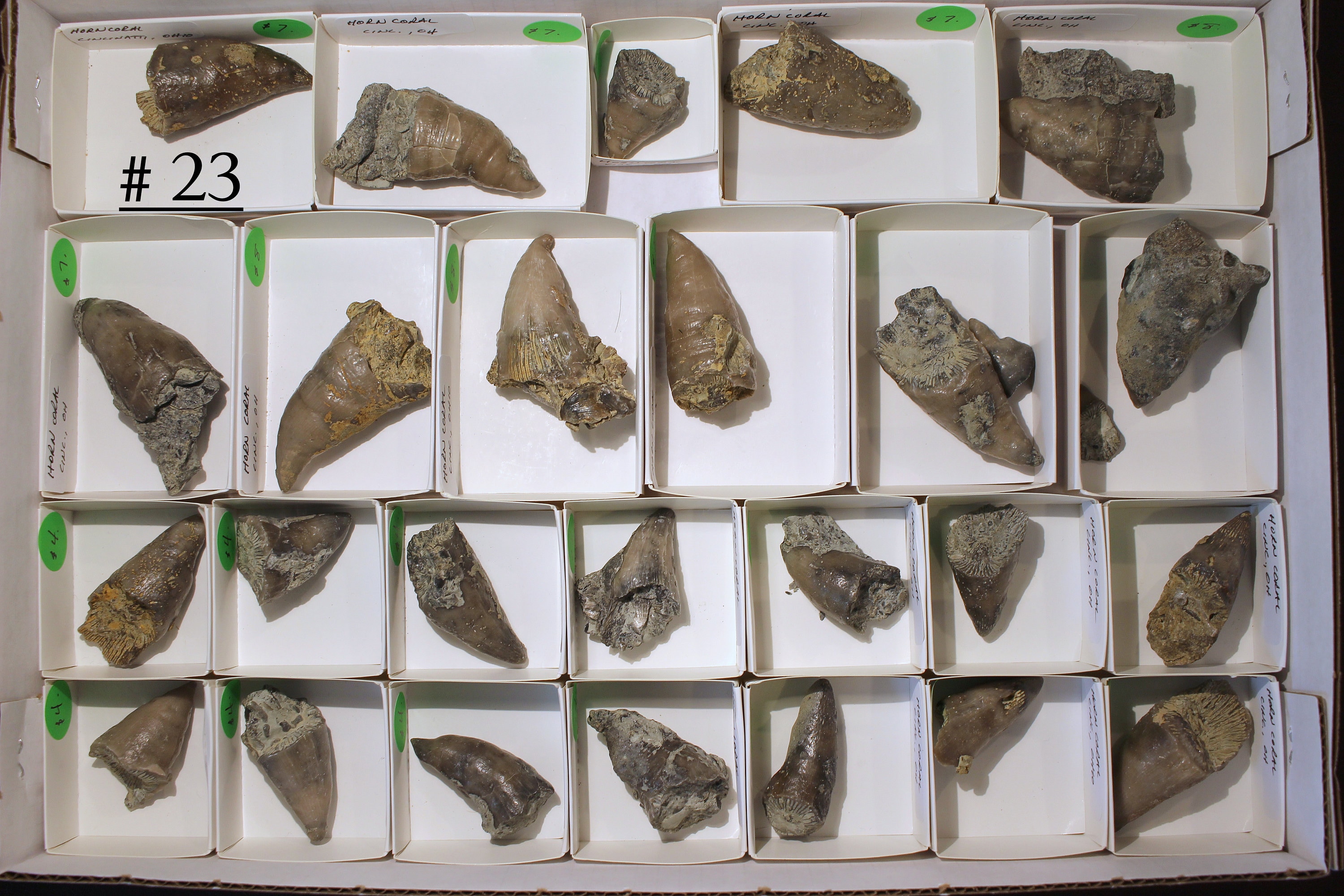 Horn Coral Fossils In Ohio