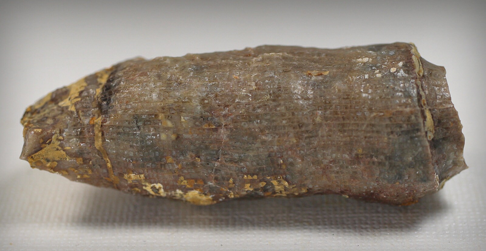 Set of Five Large Caninia Torquia Horn Coral Fossils from | Etsy