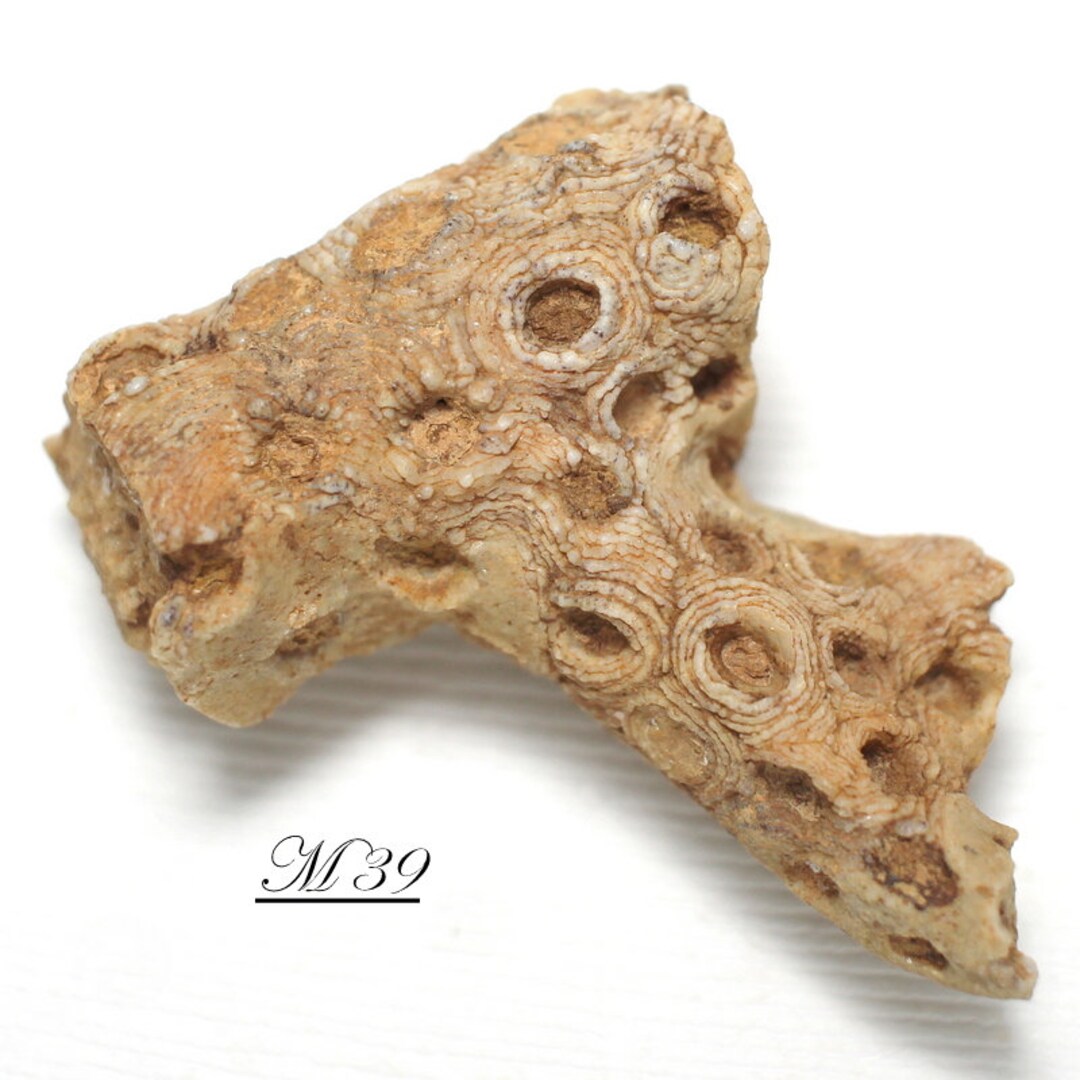 Beekite Fossil Branching Coral 'thamnoptychia - Etsy