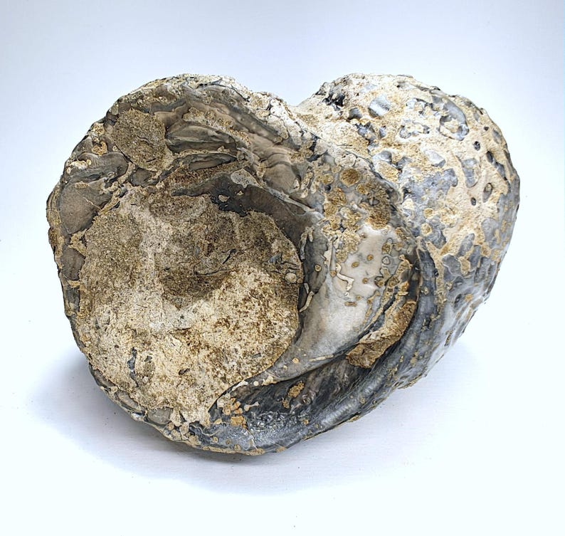 Large Exogyra Costata Oyster Shell Fossil From Texas - Cretaceous ...