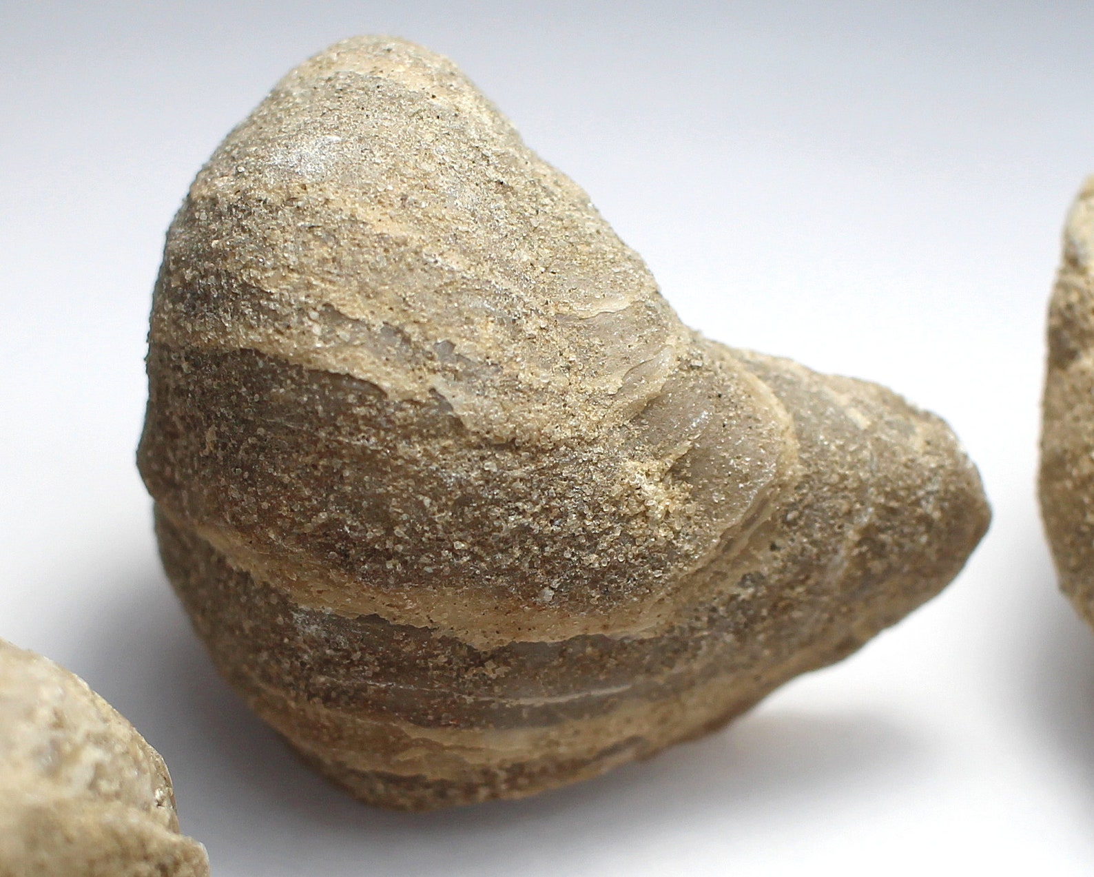 Five Fossil Oyster Shells Aka Devil's Toenails - Etsy