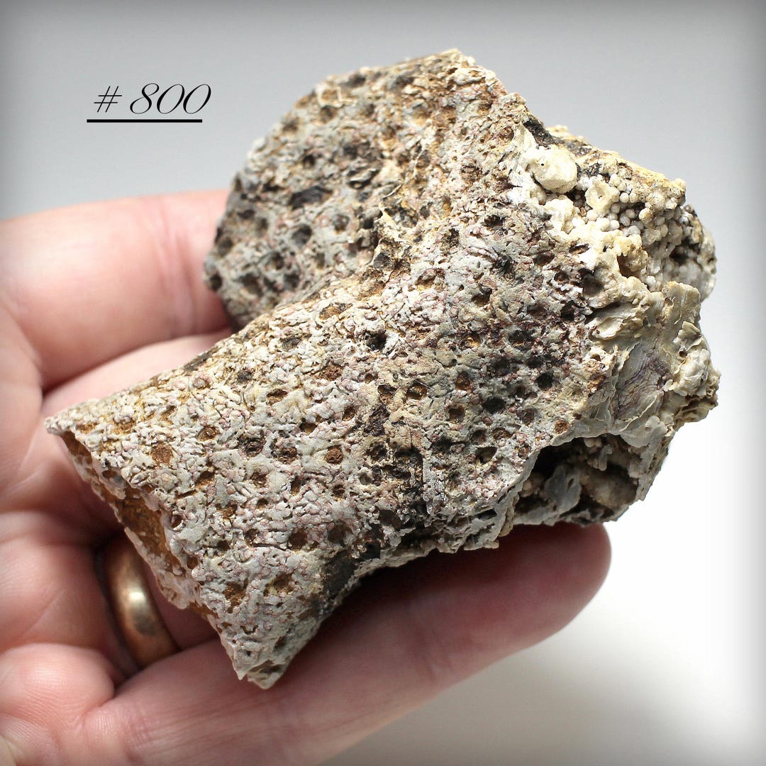 Fossil Branching Coral: Thamnoptychia Alternans With Beekite, Indiana ...