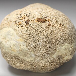 Large Crinoid Bulb Fossil High-definition Devonian 'camarocrinus ...