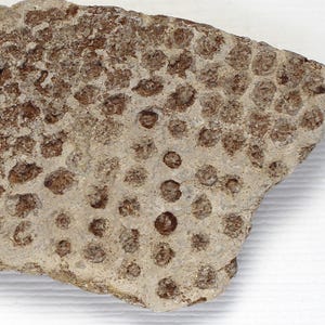 Fossil Receptaculites Ordovician Fossil From Northern Illinois, USA - Etsy