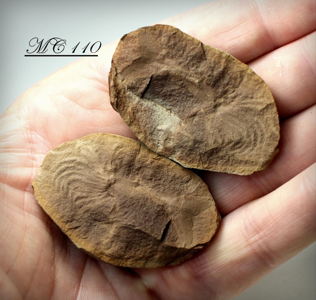 Complete SHRIMP FOSSIL Molted Exoskeleton - Shrimp Molt Fossil in ...