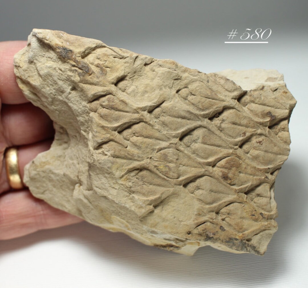 Amazing Fossil of Fern Tree Leaf Cushion Bark From Pella, Iowa ...