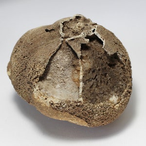 Crinoid Bulb Large Solid Crinoid Bulb Fossil High-definition Devonian ...