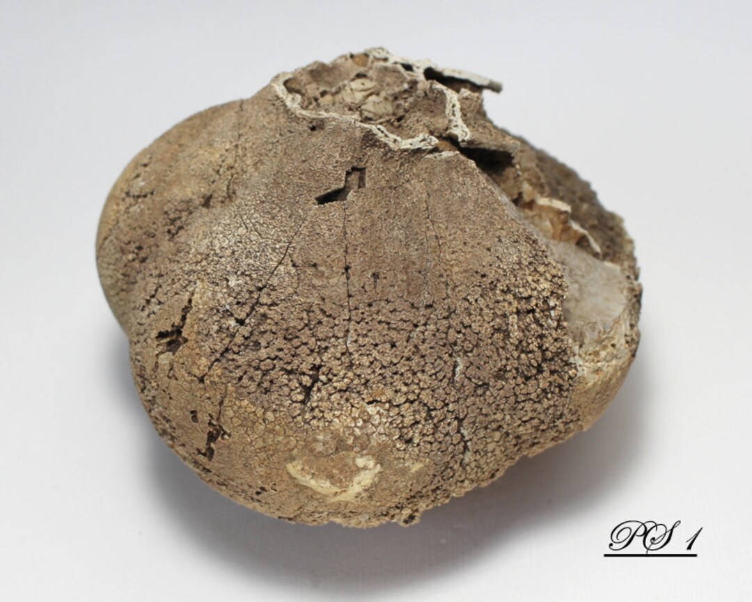 Crinoid Bulb Large Solid Crinoid Bulb Fossil High-definition Devonian ...