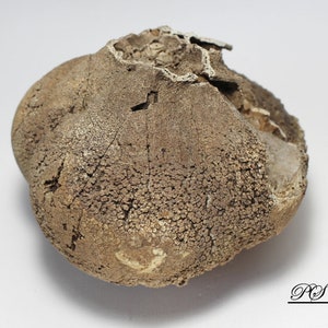 Crinoid Bulb Large Solid Crinoid Bulb Fossil High-definition Devonian ...