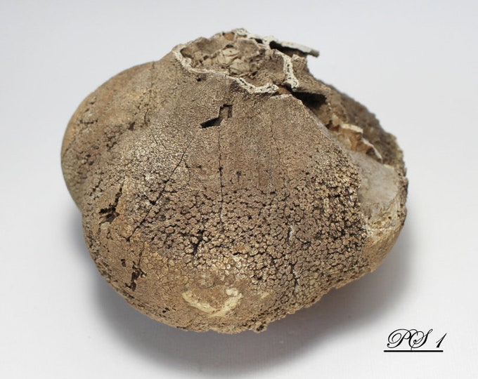 Crinoid Bulb - Large Solid Crinoid Bulb Fossil - High-definition ...