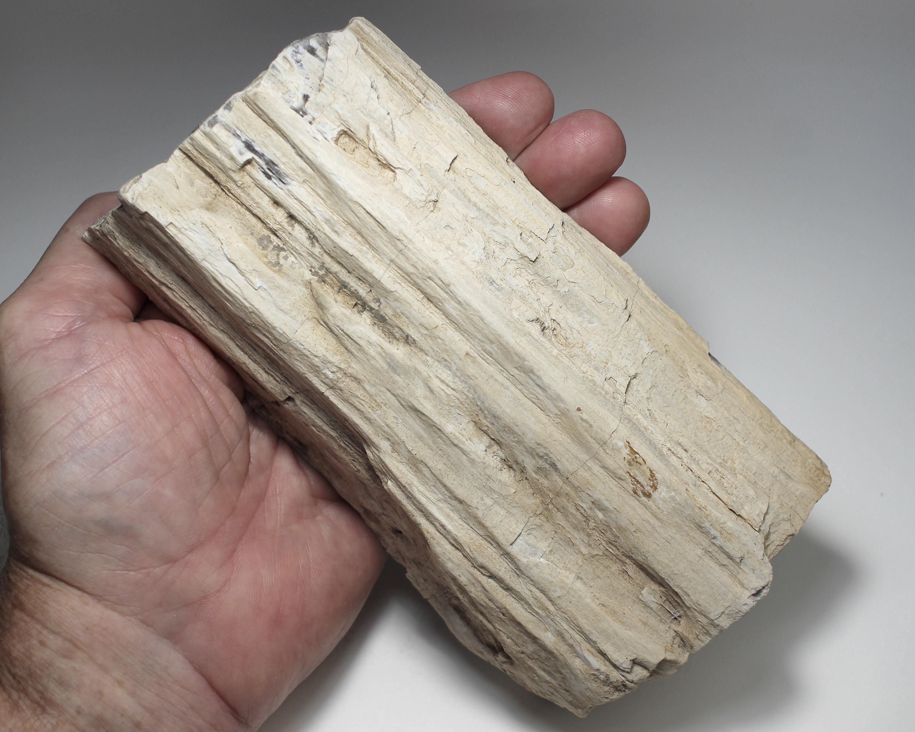Large Face Polished Black Petrified Wood Limb Section: Eden Valley ...