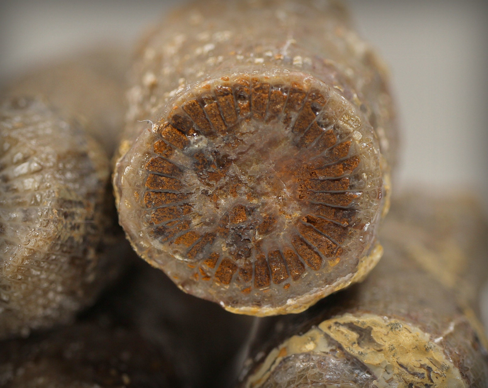 Set of Five Large Caninia Torquia Horn Coral Fossils from | Etsy