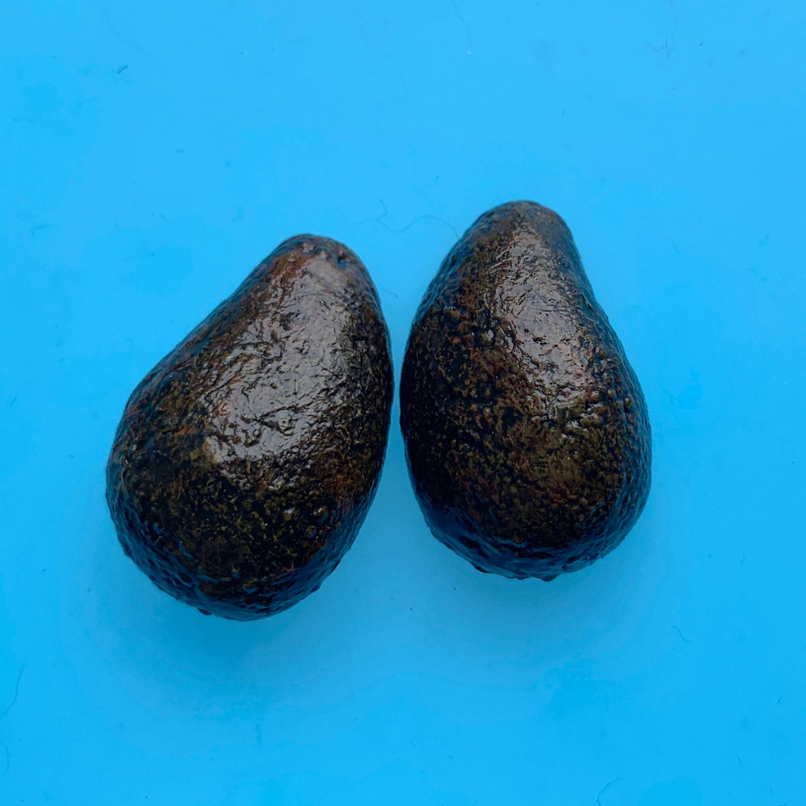 Tiny Avocado - Etsy