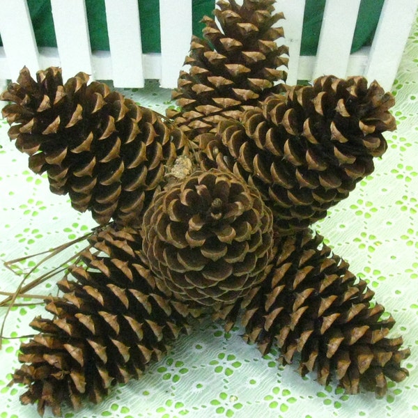 Pine Cone Star - Etsy