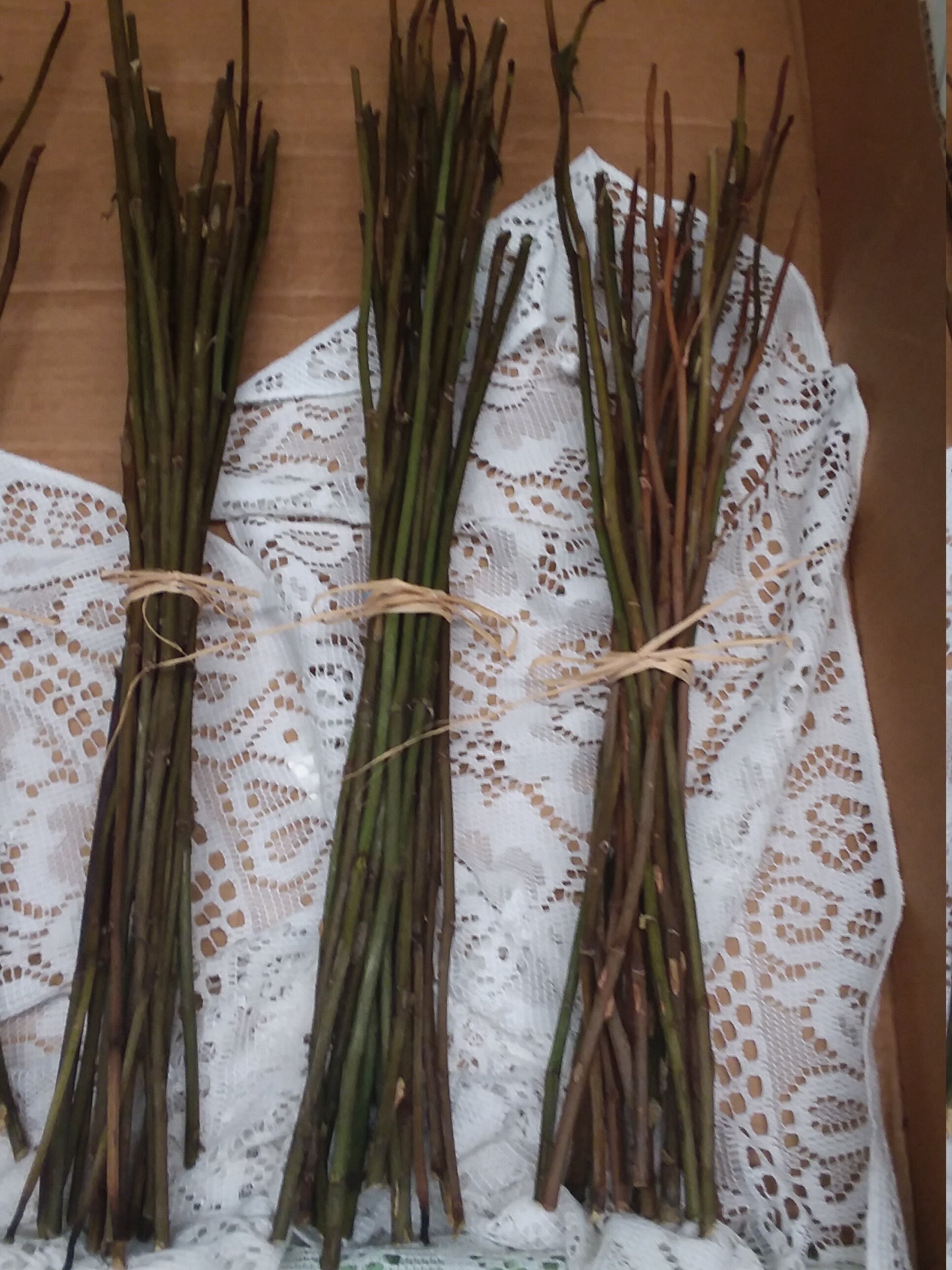 Dried Rose Stems-natural Stem Bundles-rustic Home Decor-diy - Etsy