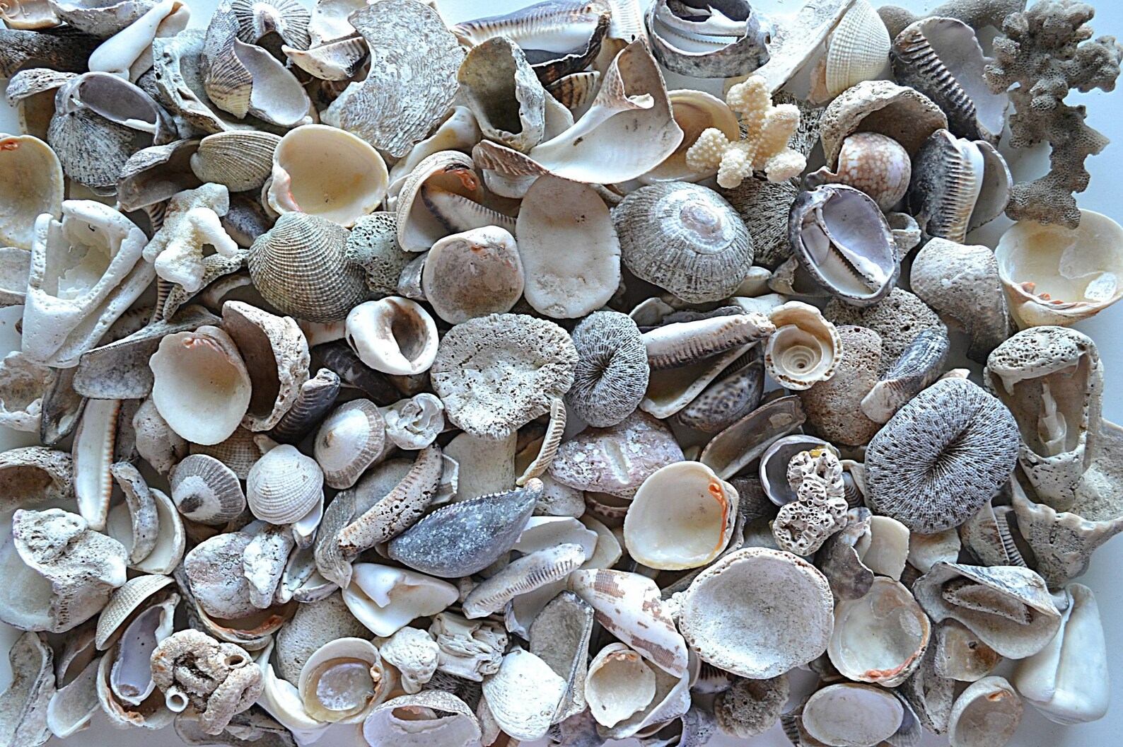 Pacific Ocean Treasure 210 Pieces (12lbs) - Etsy