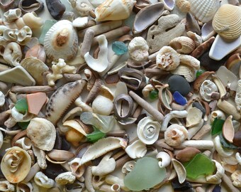 Pacific Ocean Shells - Etsy
